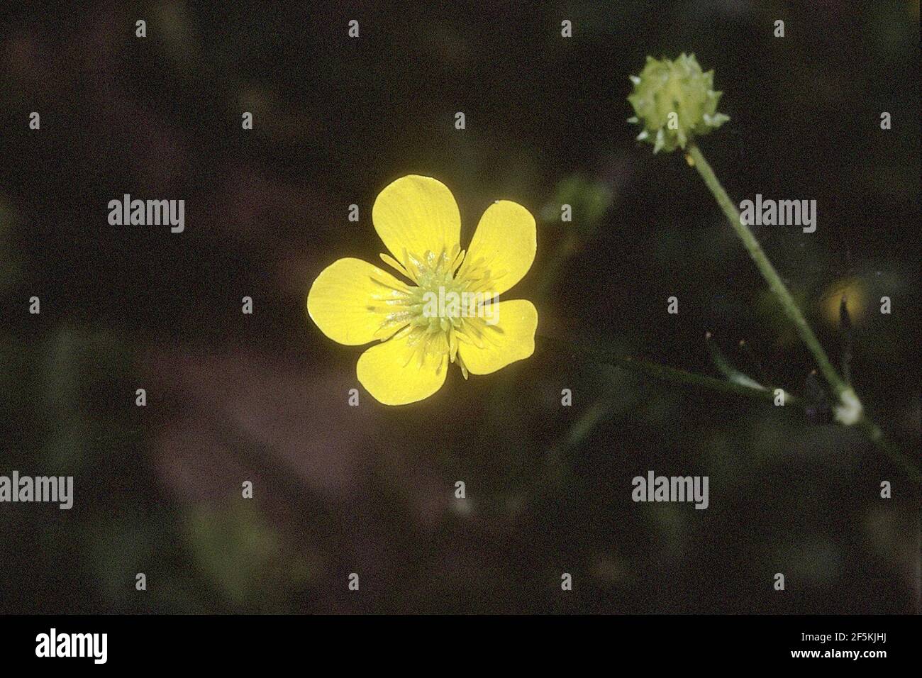 Ranunculus hispidus var nitidus NRCS-2 Stock Photo - Alamy