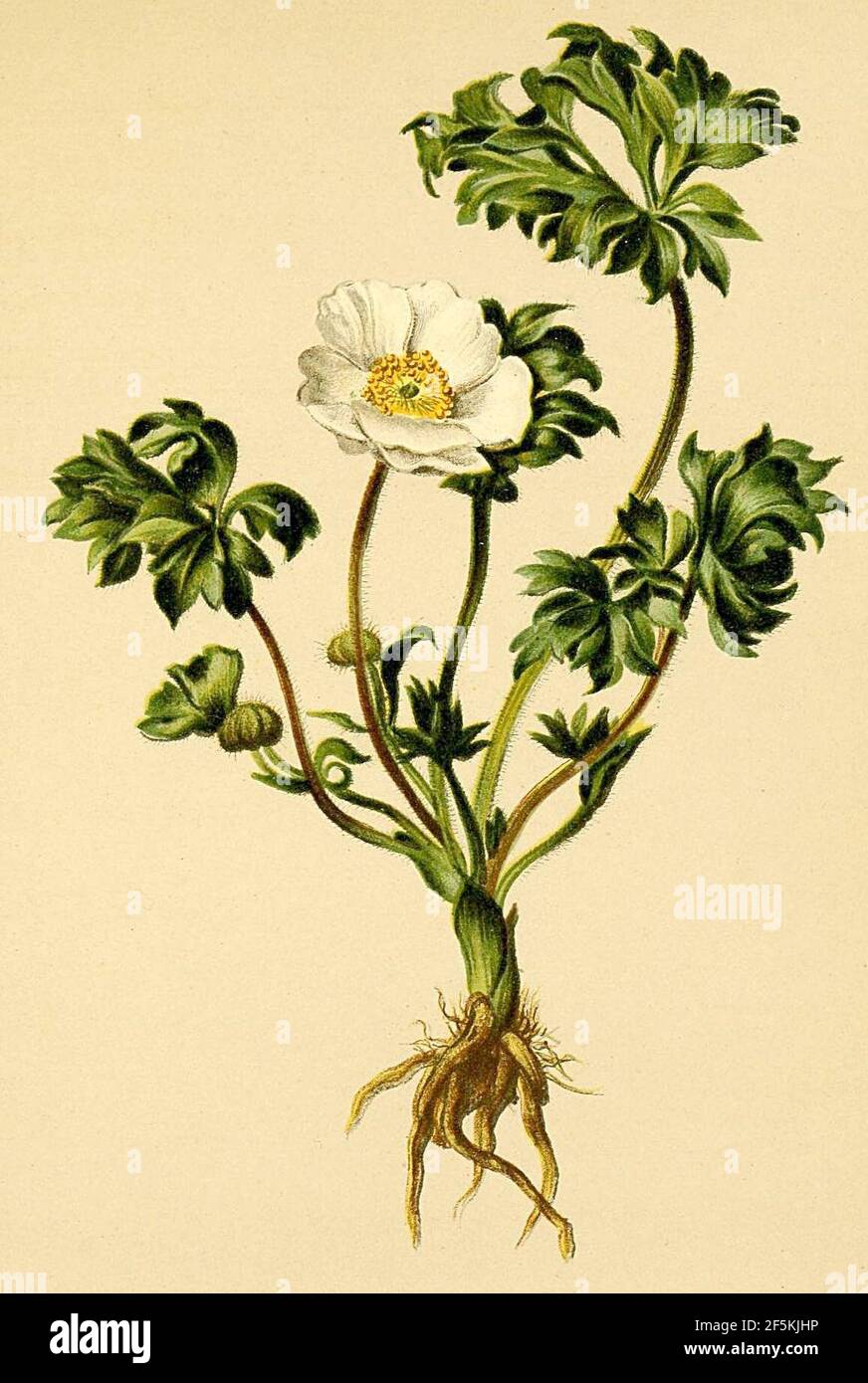 Ranunculus seguieri hi-res stock photography and images - Alamy