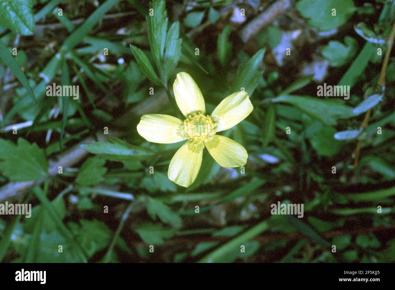 Ranunculus hispidus var nitidus NRCS-1 Stock Photo - Alamy