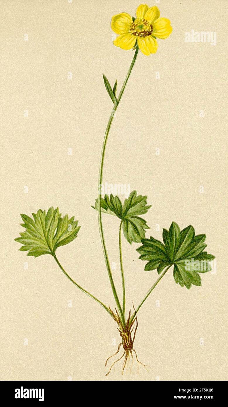 Ranunculus tuberosus Atlas Alpenflora Stock Photo - Alamy