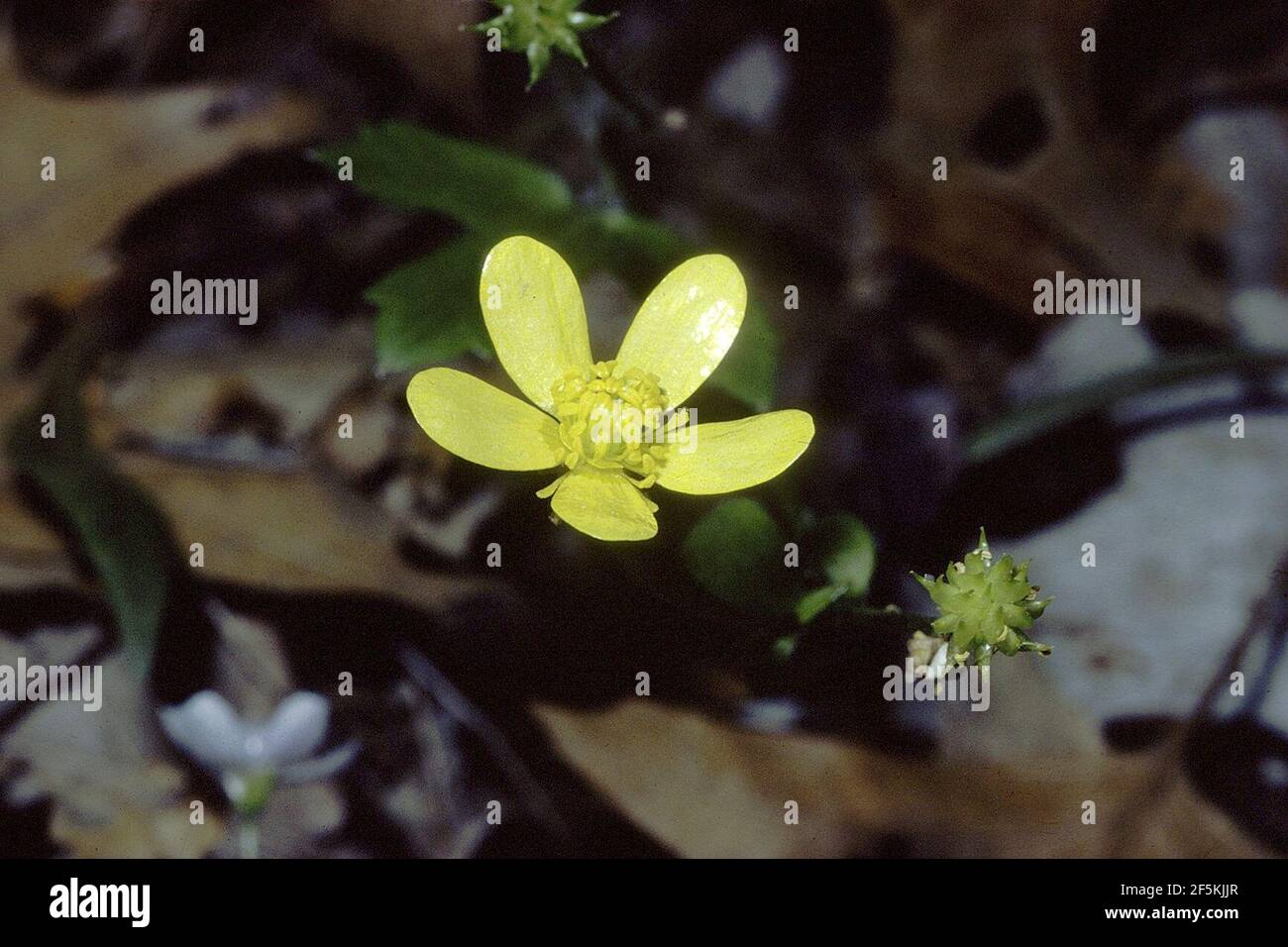 Ranunculus hispidus NRCS-1 Stock Photo - Alamy