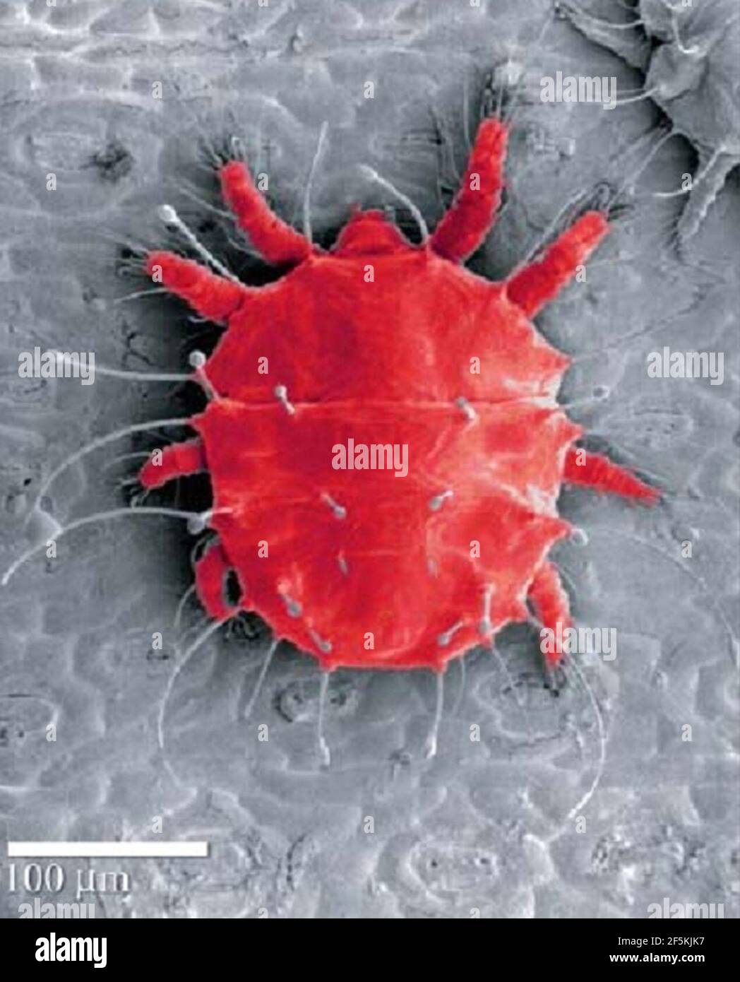 The red palm mite hi-res stock photography and images - Alamy