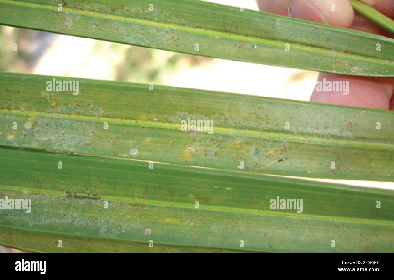 Raoiella indica - red palm mite damage to pam leaf Stock Photo - Alamy