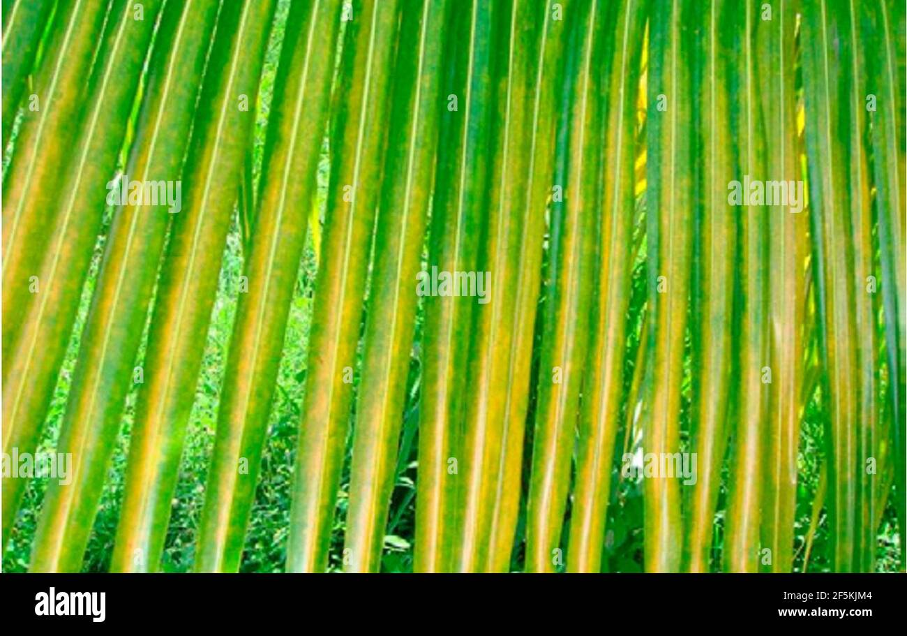 Raoiella indica - red palm mite damage to palm leaves 2 Stock Photo - Alamy