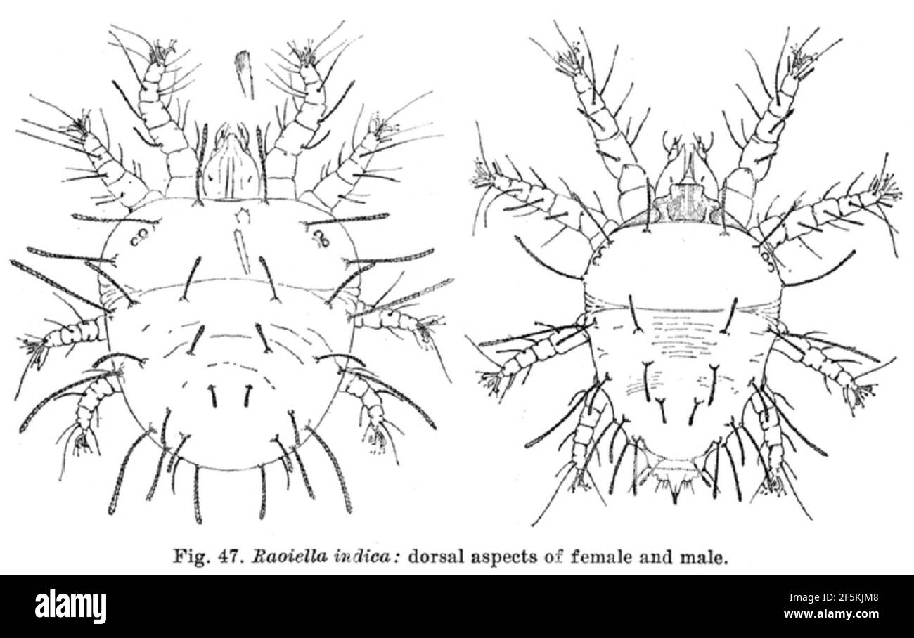 Raoiella indica - red palm mite illustration female and male Stock ...