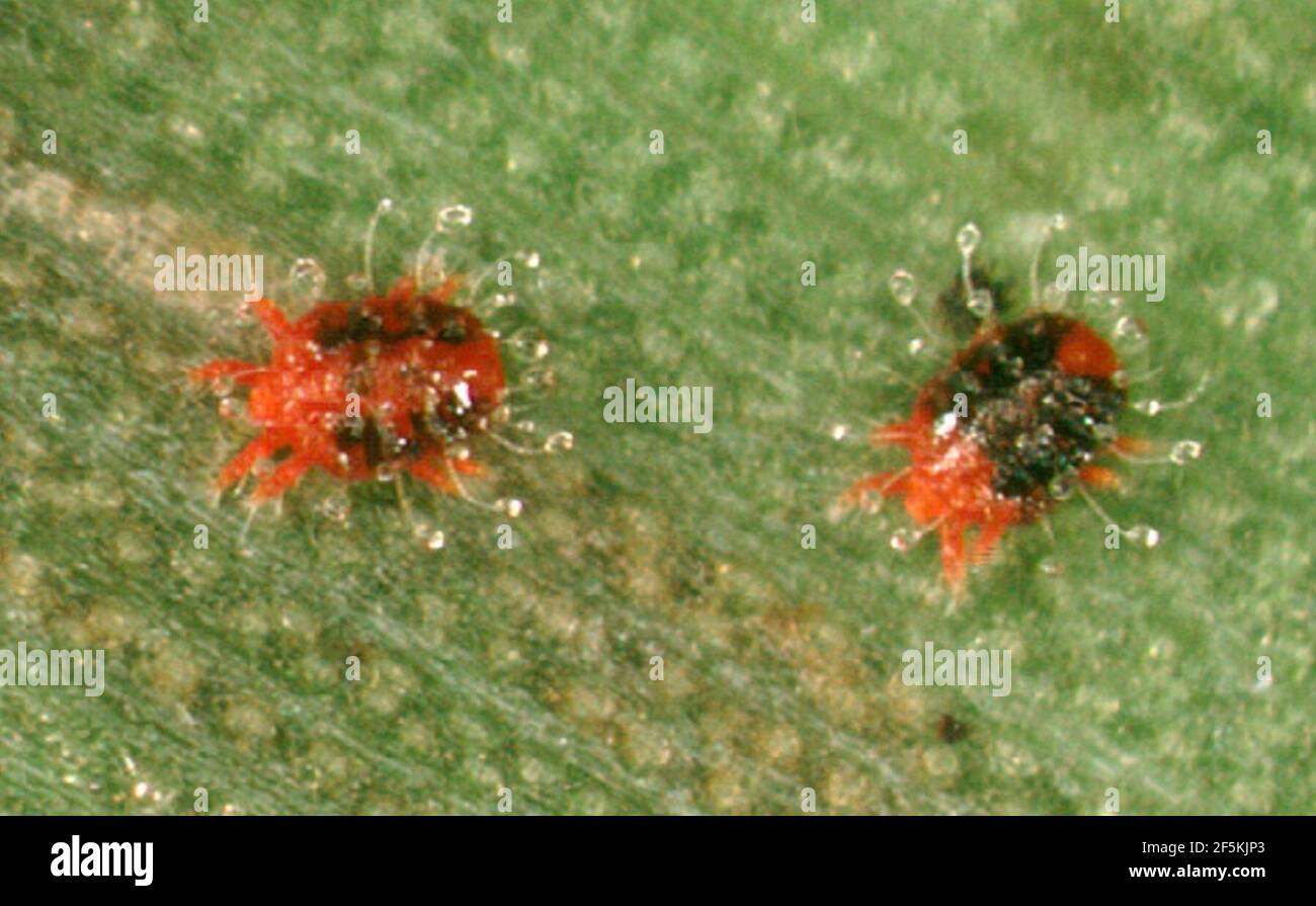 The red palm mite hi-res stock photography and images - Alamy