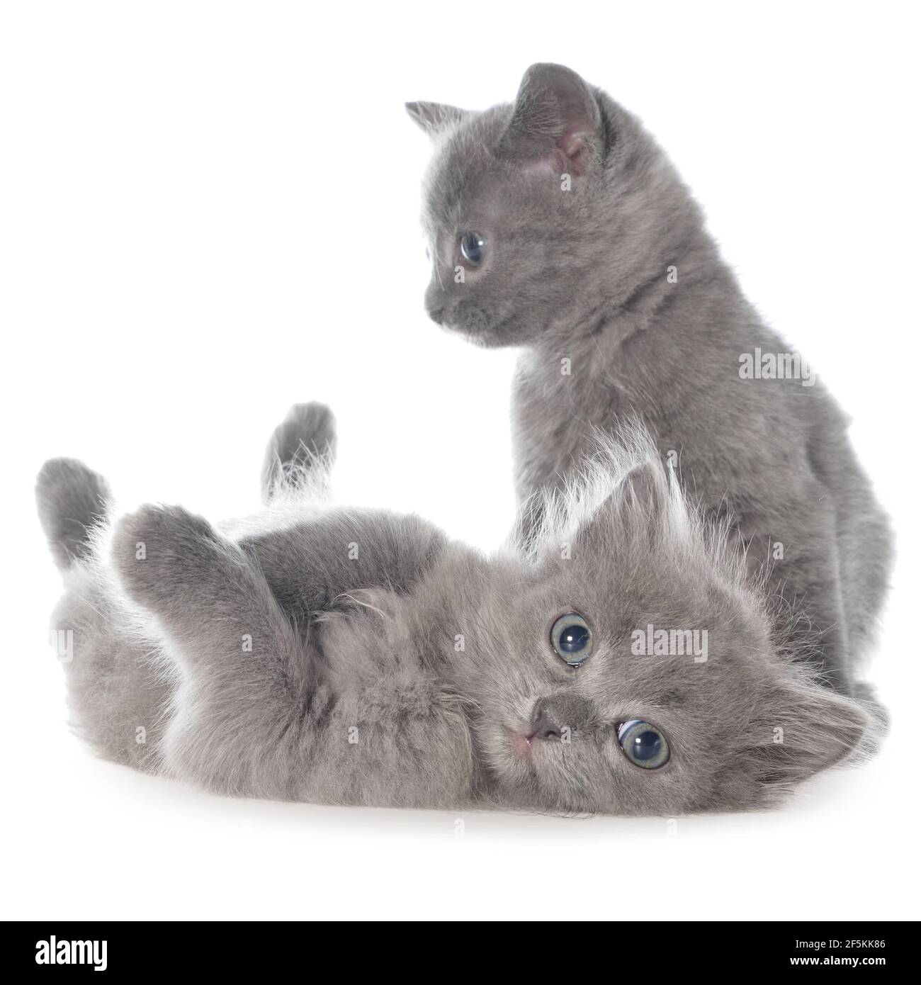 Two small gray kitten playing isolated on white background Stock Photo ...