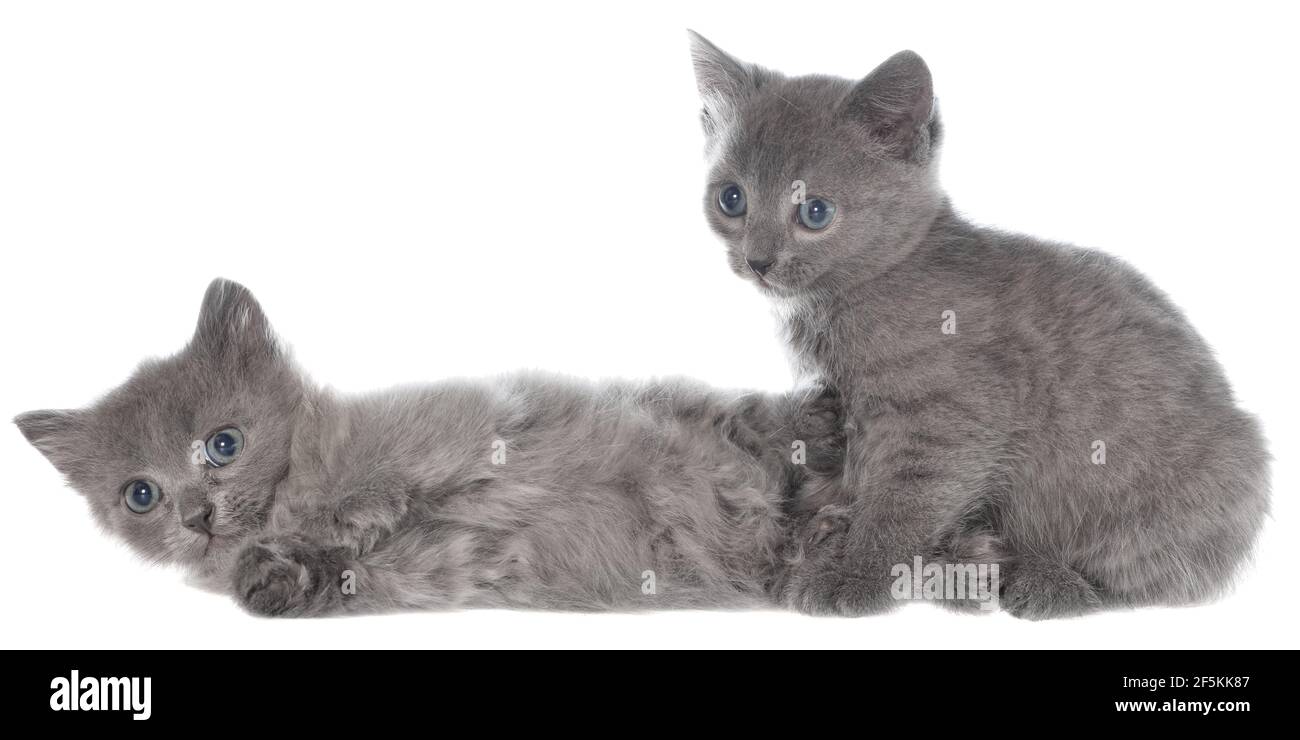 Two small gray kitten playing isolated on white background Stock Photo ...