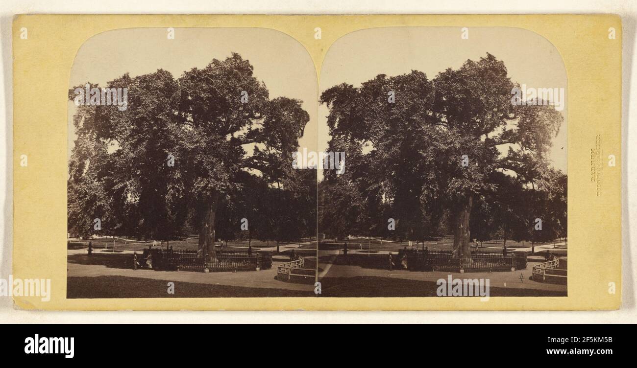 The Old Elm, Boston, Mass.. Deloss Barnum (American, 1825 - 1873 Stock ...