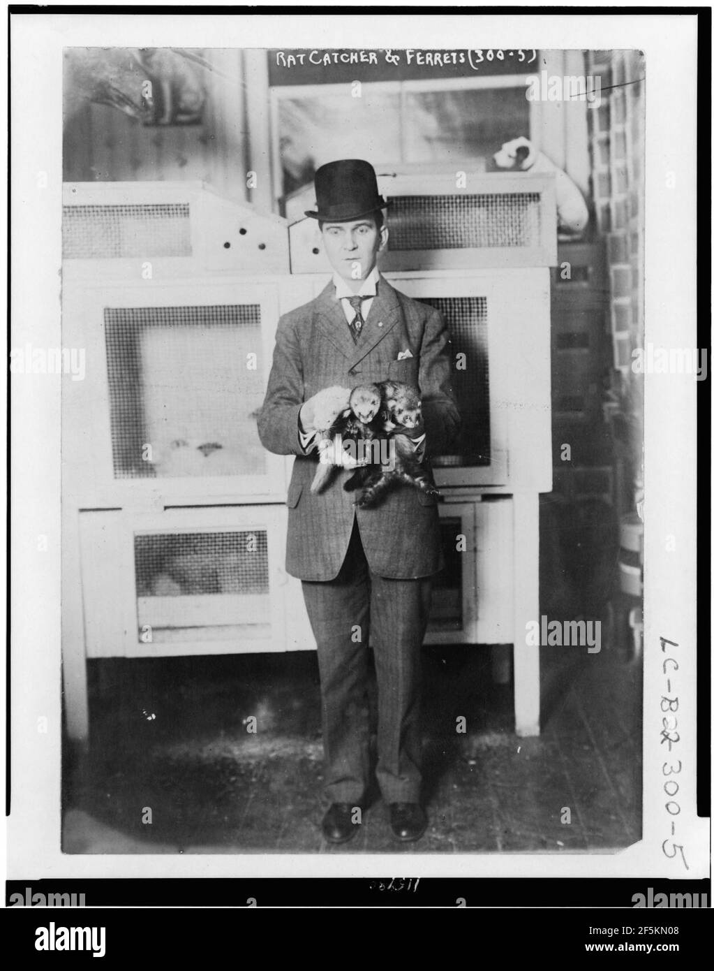 Rat catcher & ferrets Stock Photo - Alamy