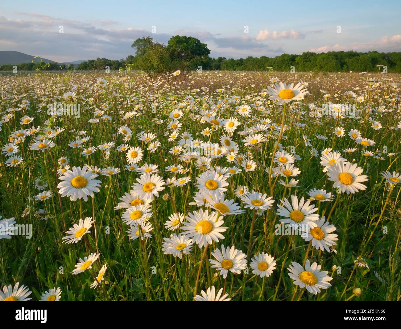 Spring daisy flowers in mountain meadow. Beautiful landscapes Stock ...