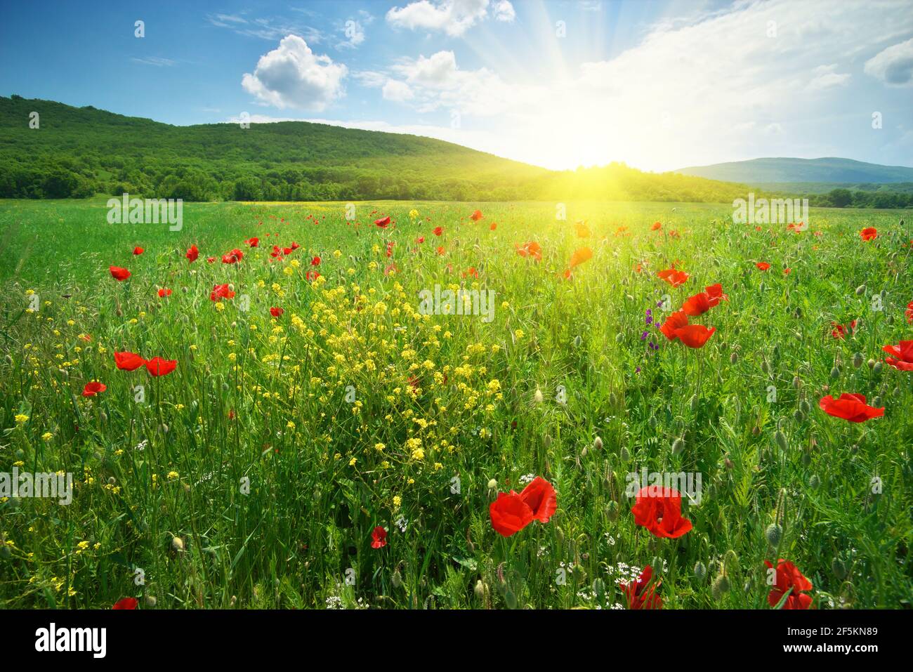 Big green spring meadow and poppy. Spring nature landscape composition ...