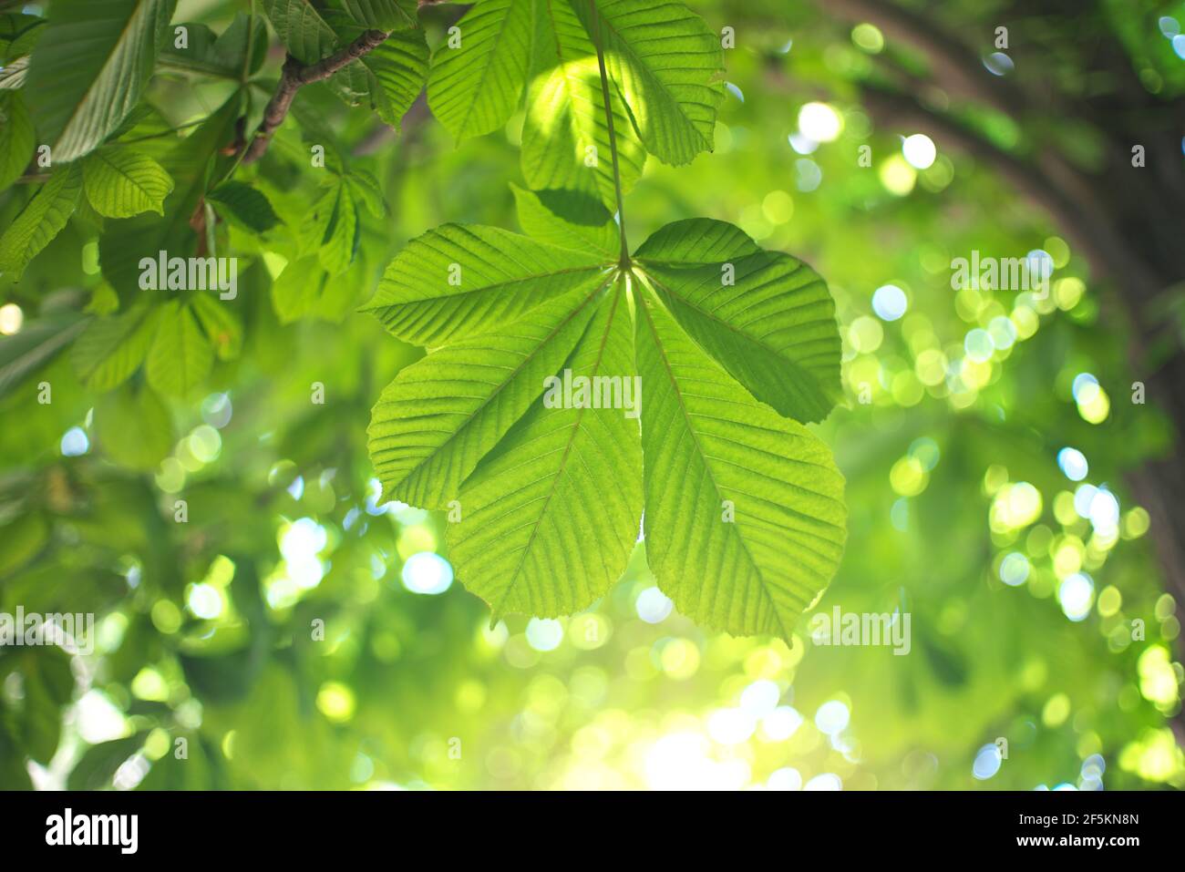 Spring leaf of chestnut. Nature composition Stock Photo - Alamy