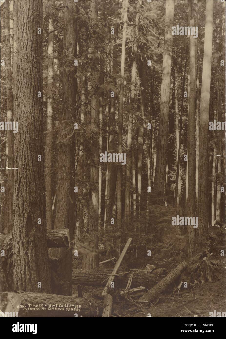 Timber Scene W.est of Bermerton Stock Photo - Alamy