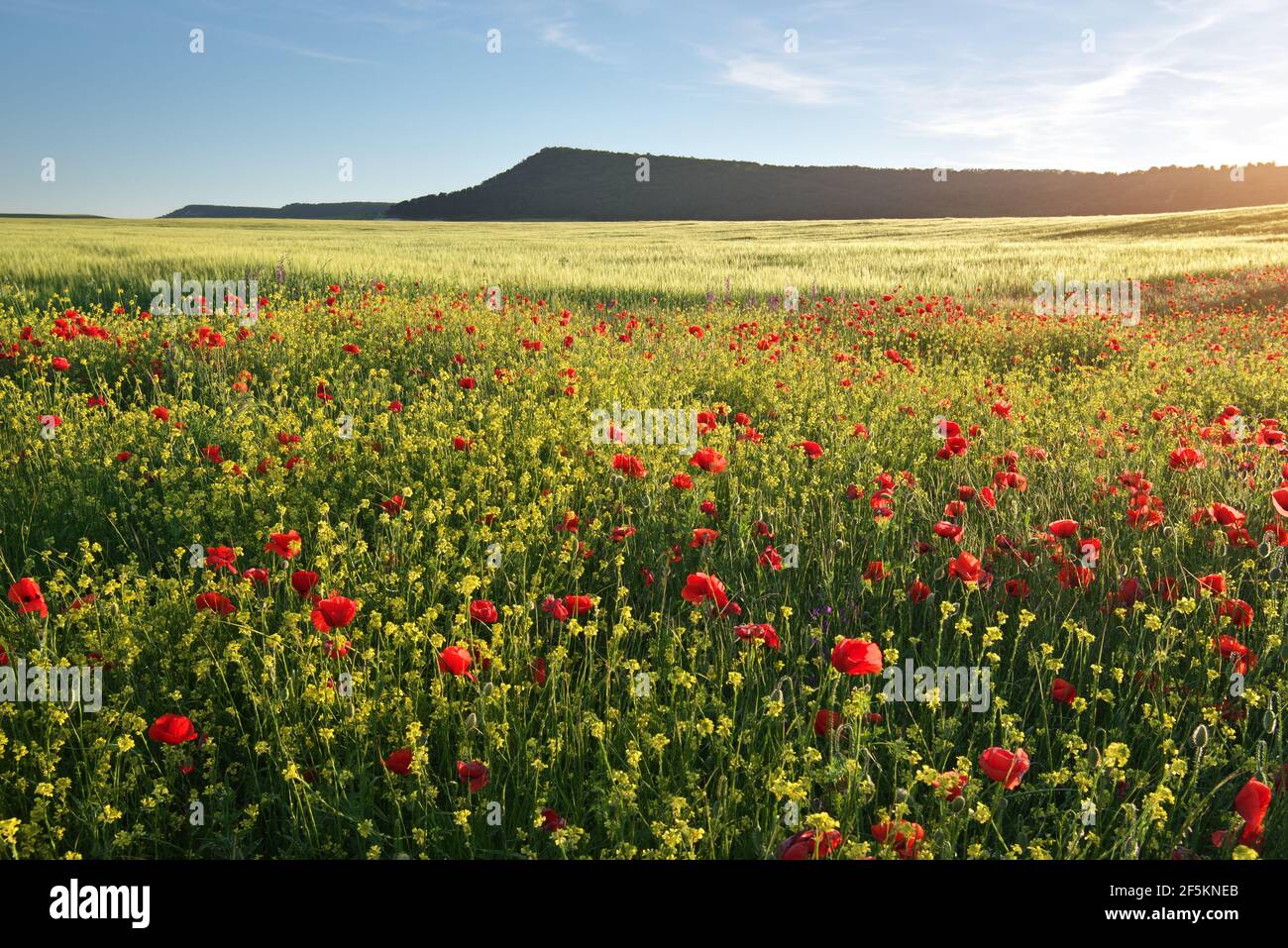 Spring flowers in meadow at sunset. Beautiful landscapes Stock Photo ...