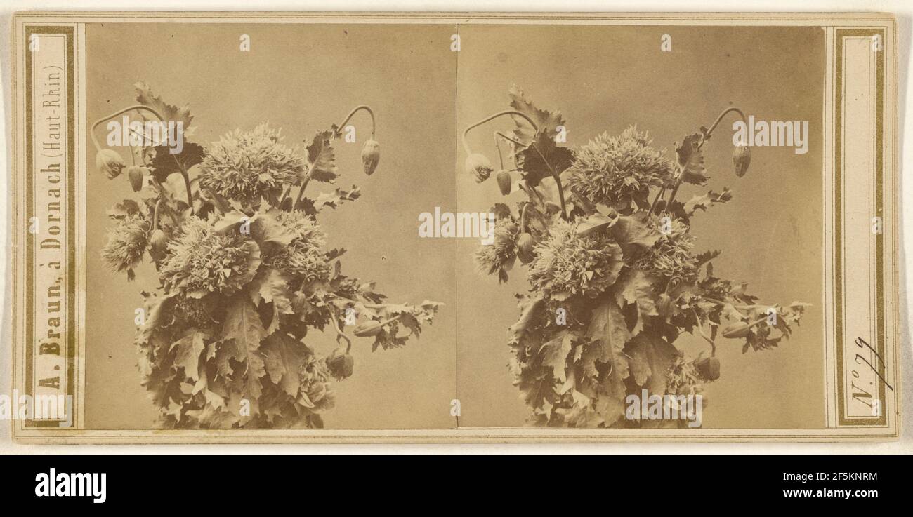 Flower arrangement. Adolphe Braun (French, 1812 - 1877 Stock Photo - Alamy