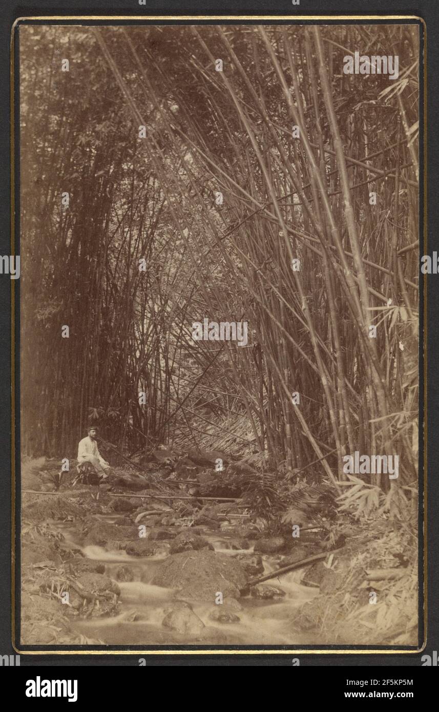 Man sitting by forest stream. Charles Gustave Spitz (active Tahiti ...