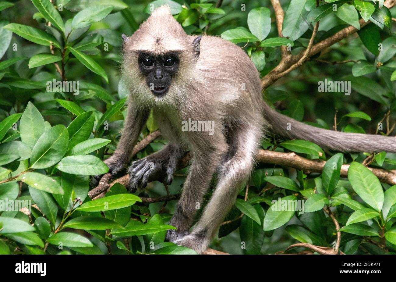 Tufted gray langur monkey in a jungle in Sri Lanka Stock Photo - Alamy