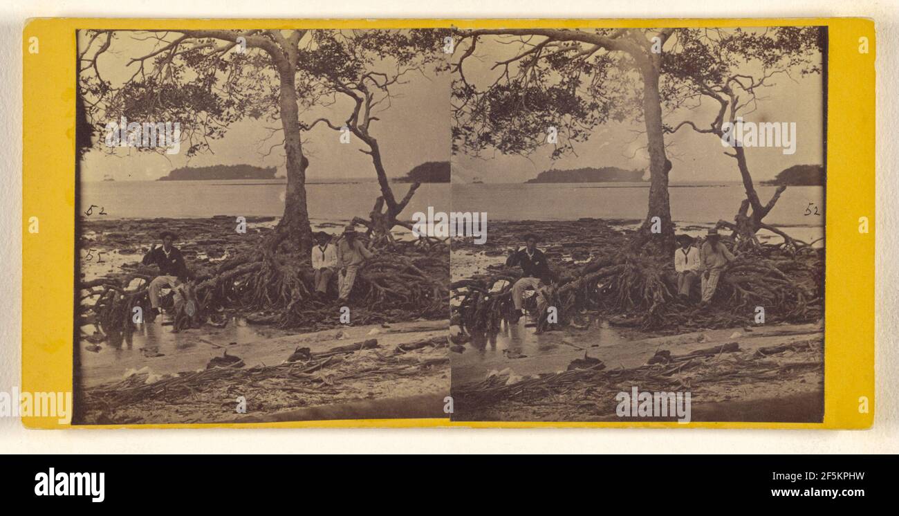 Mangrove Tree on one of the islands in San Blas Bay. U.S. Darien ...