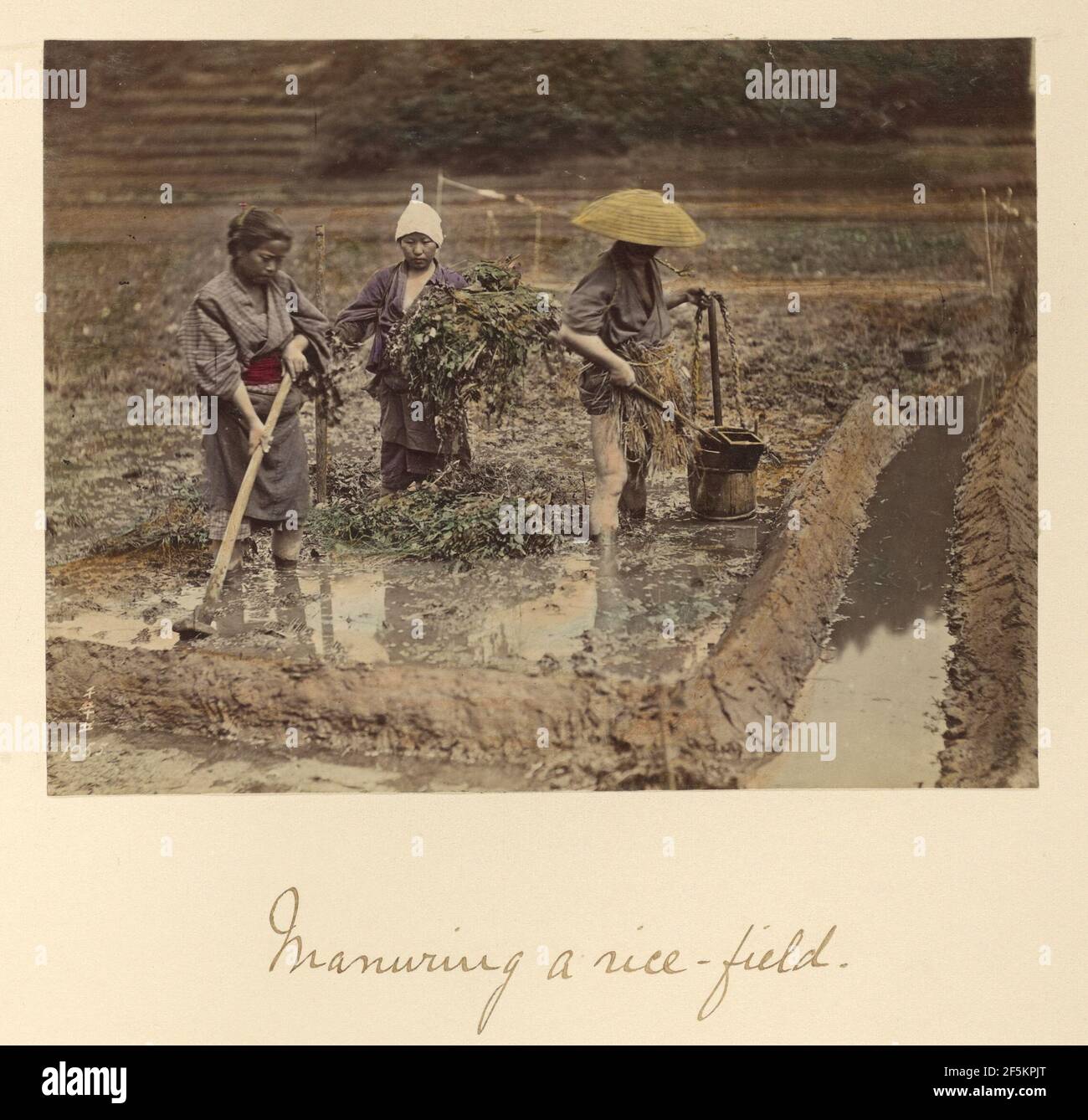 Manuring a rice-field. Shinichi Suzuki (Japanese, 1835 - 1919 Stock ...