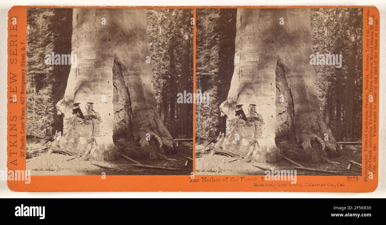 The Mother of the Forest, 327 feet, Mammoth Tree Grove, Calaveras Co ...