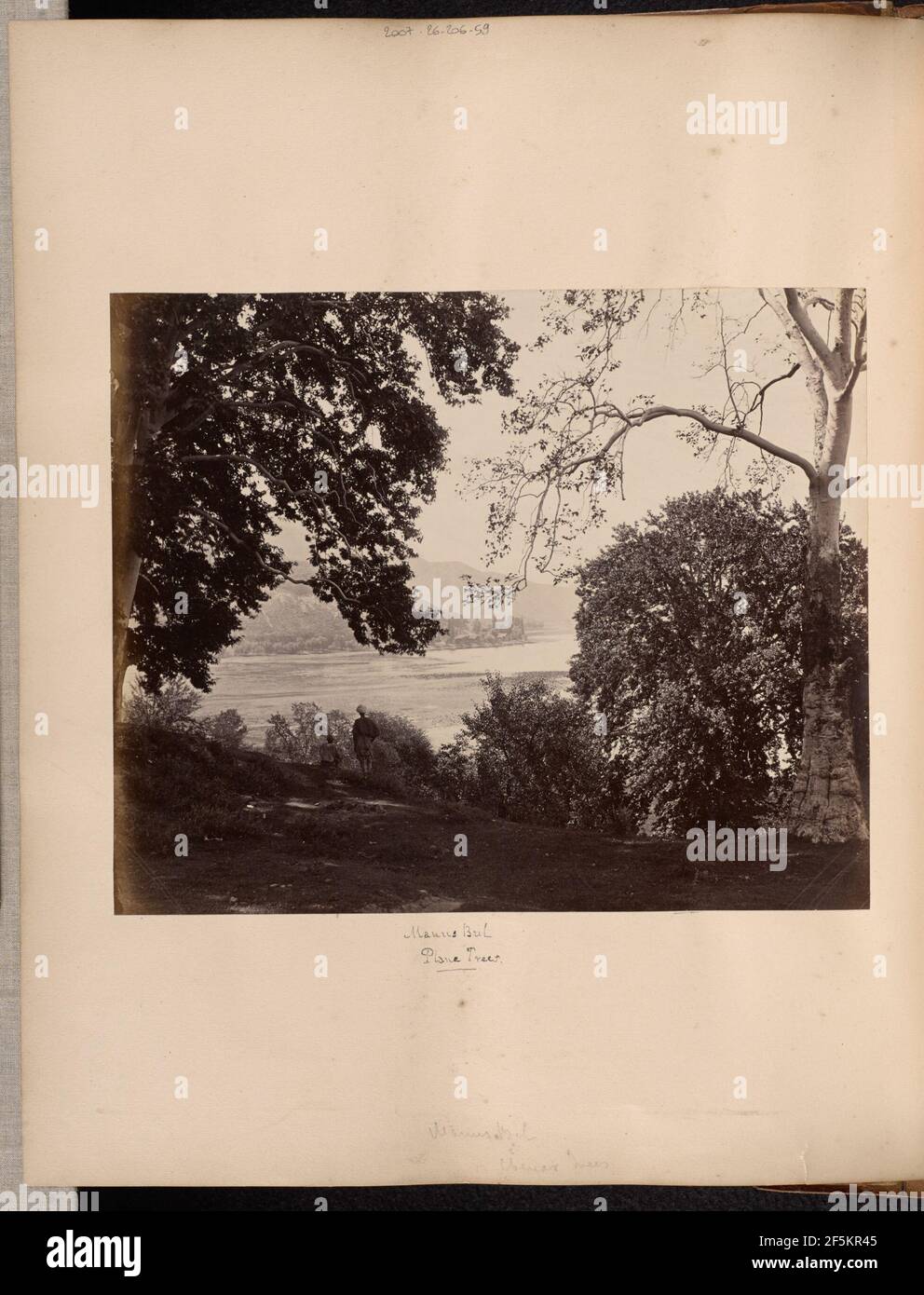 Manus Bul, Plane Trees. Samuel Bourne (English, 1834 - 1912 Stock Photo ...