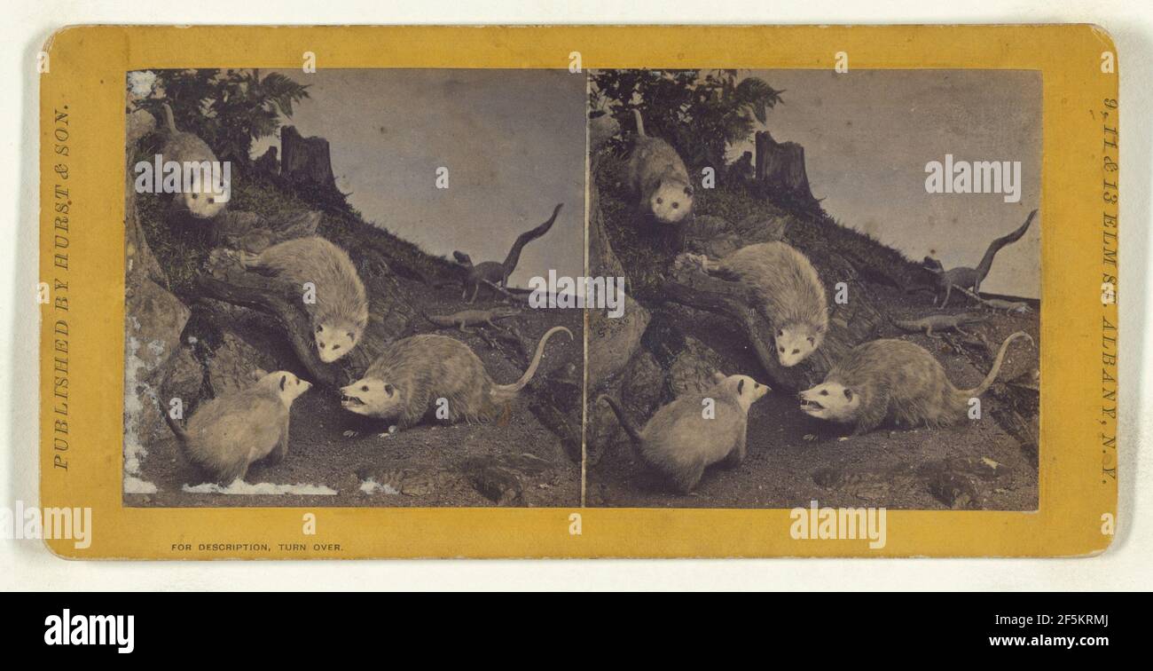 Family didelphidae hi-res stock photography and images - Alamy