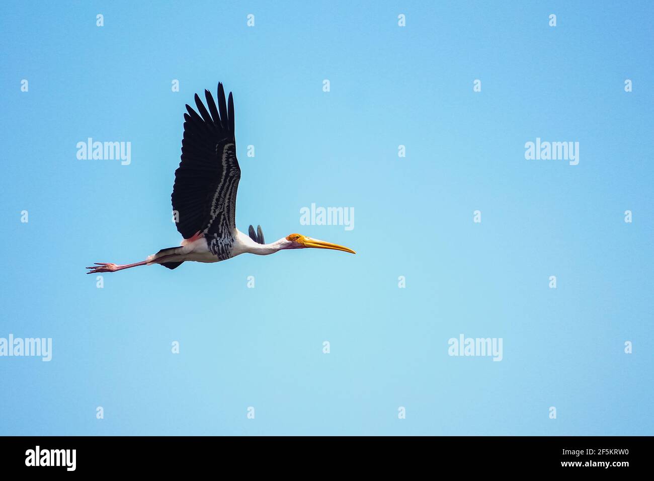 The painted stork (Mycteria leucocephala) flying on Blue Sky background ...