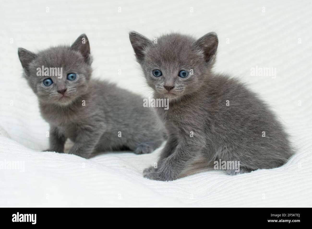 Little gray kitten at home on a plaid Stock Photo - Alamy