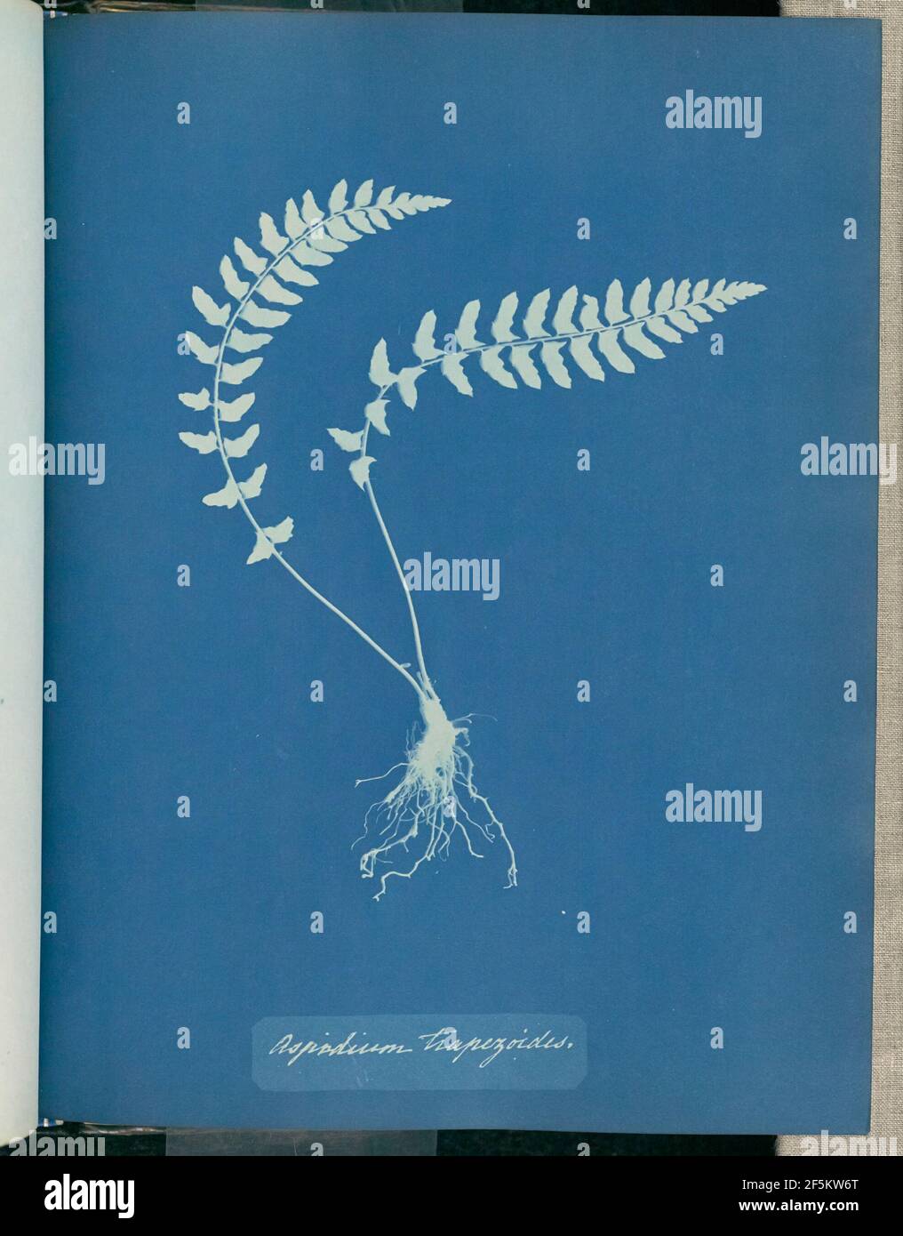 Aspidium trapezoides hi-res stock photography and images - Alamy