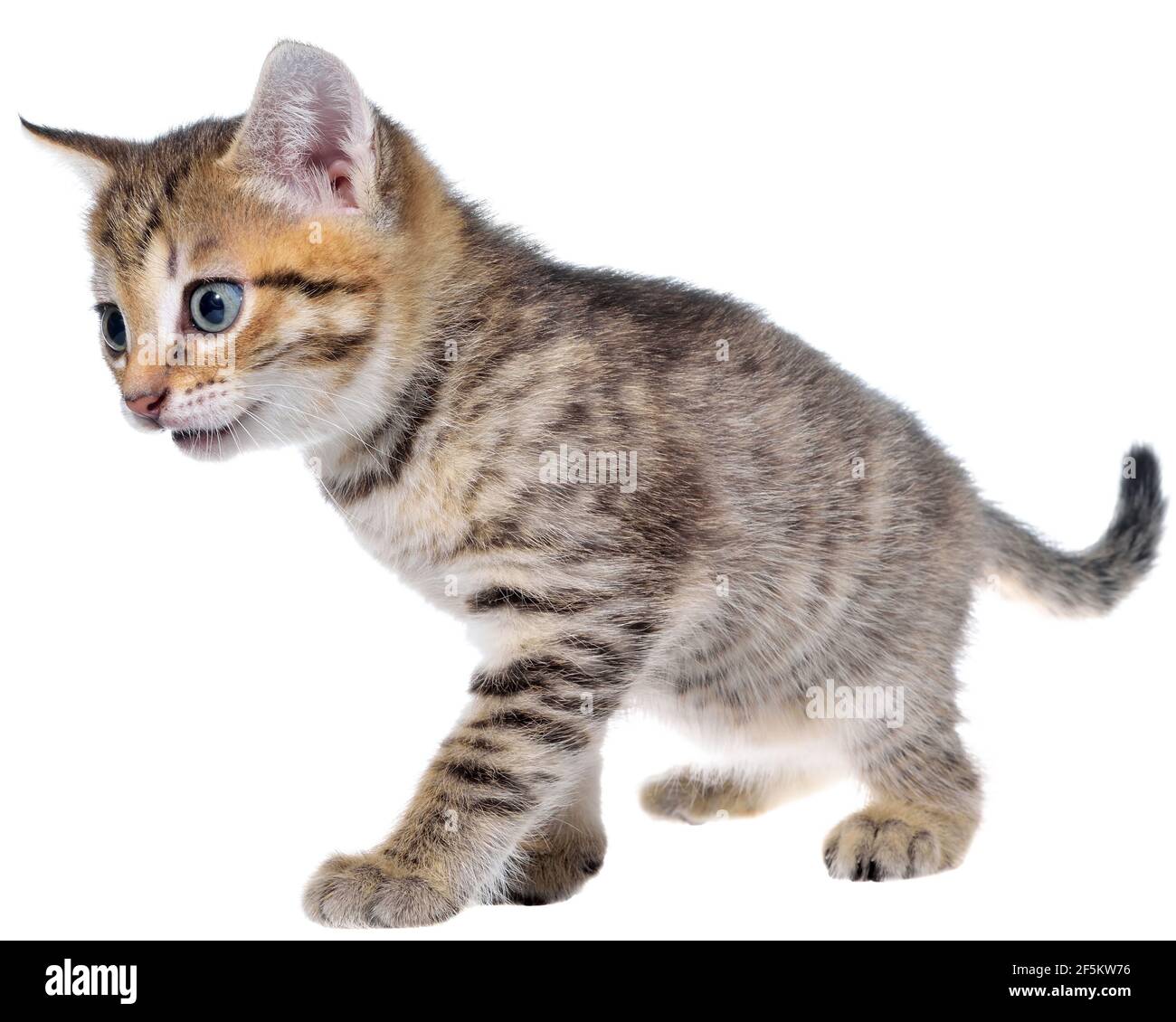 Shorthair brindled kitten crawling sneaking isolated Stock Photo - Alamy