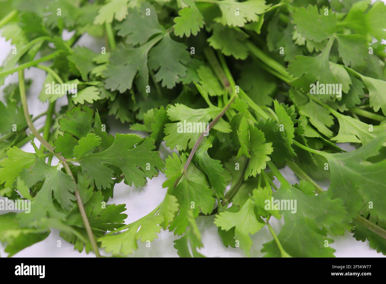Organic coriander leaves texture background Stock Photo - Alamy