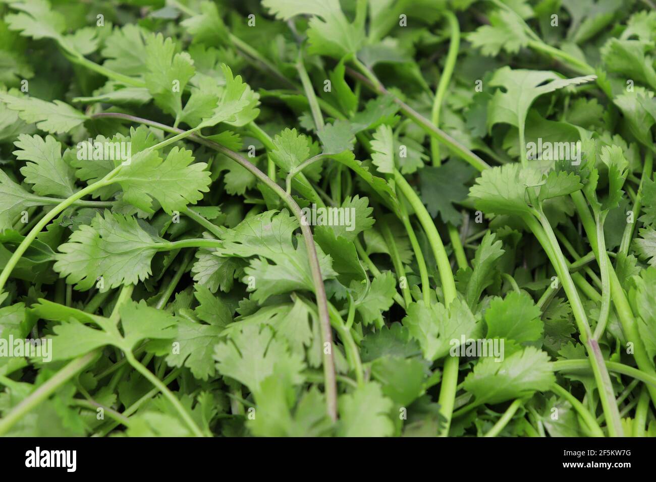 Chopped Coriander Leaves