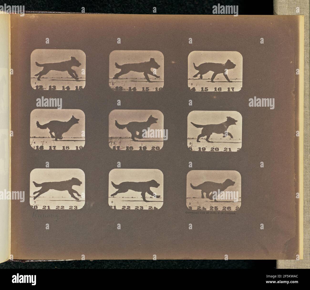 Running. Eadweard J. Muybridge (American, born England, 1830 - 1904 ...