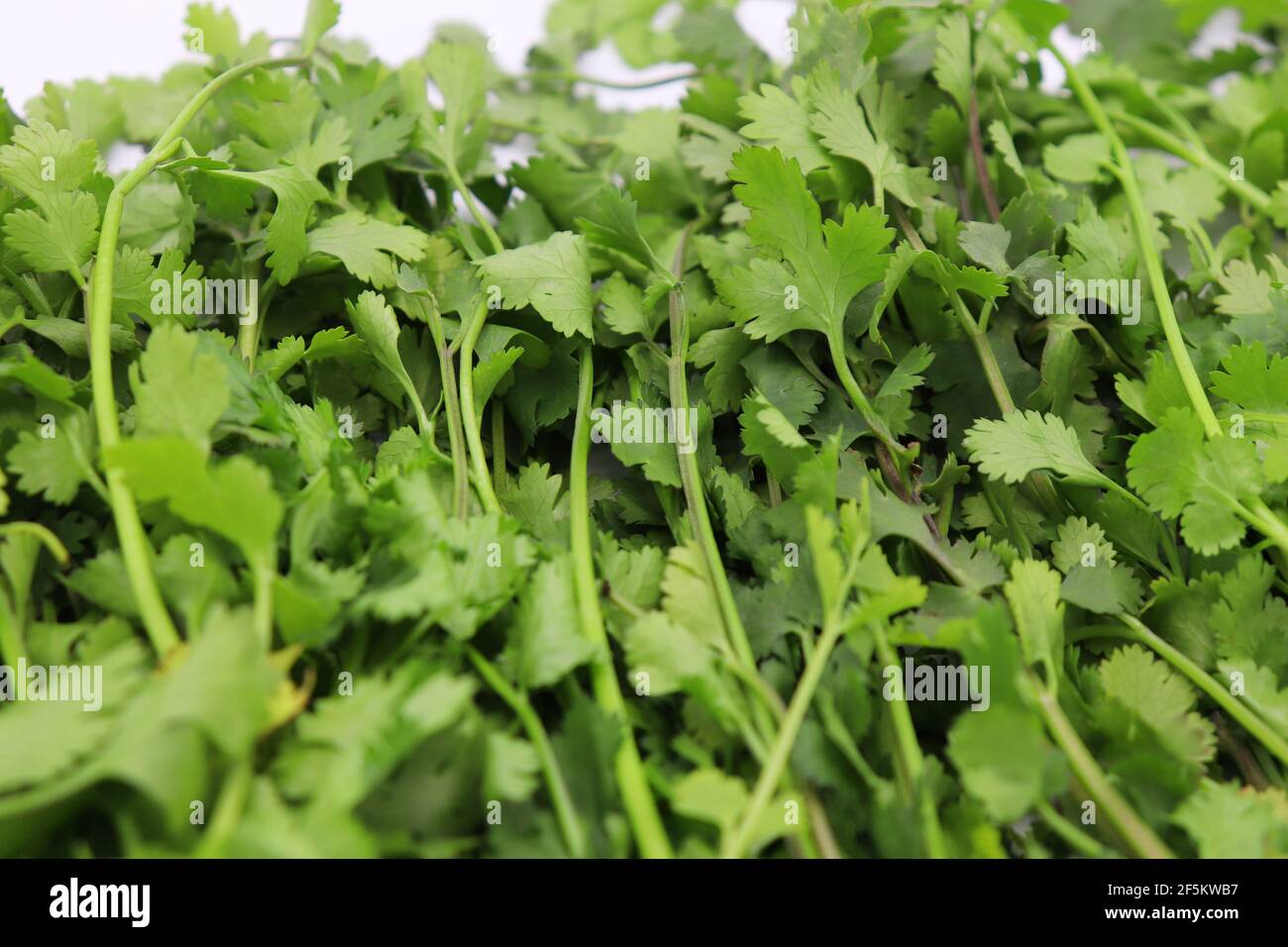 Organic coriander leaves texture background Stock Photo - Alamy
