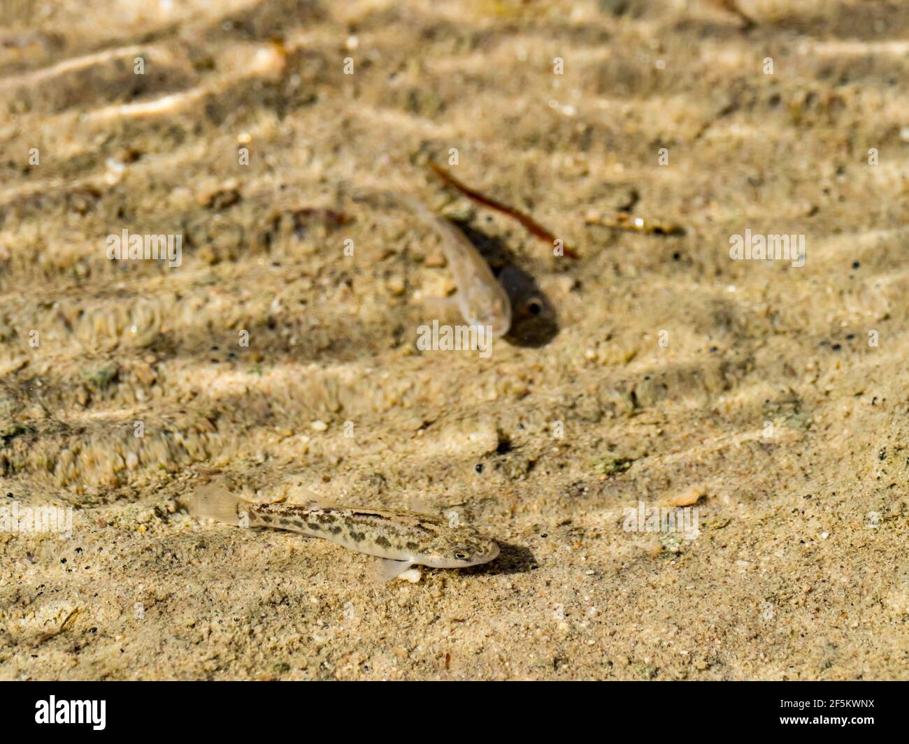 The salt springs pupfish, Cyprinodon salinus, endemic in Death Valley ...