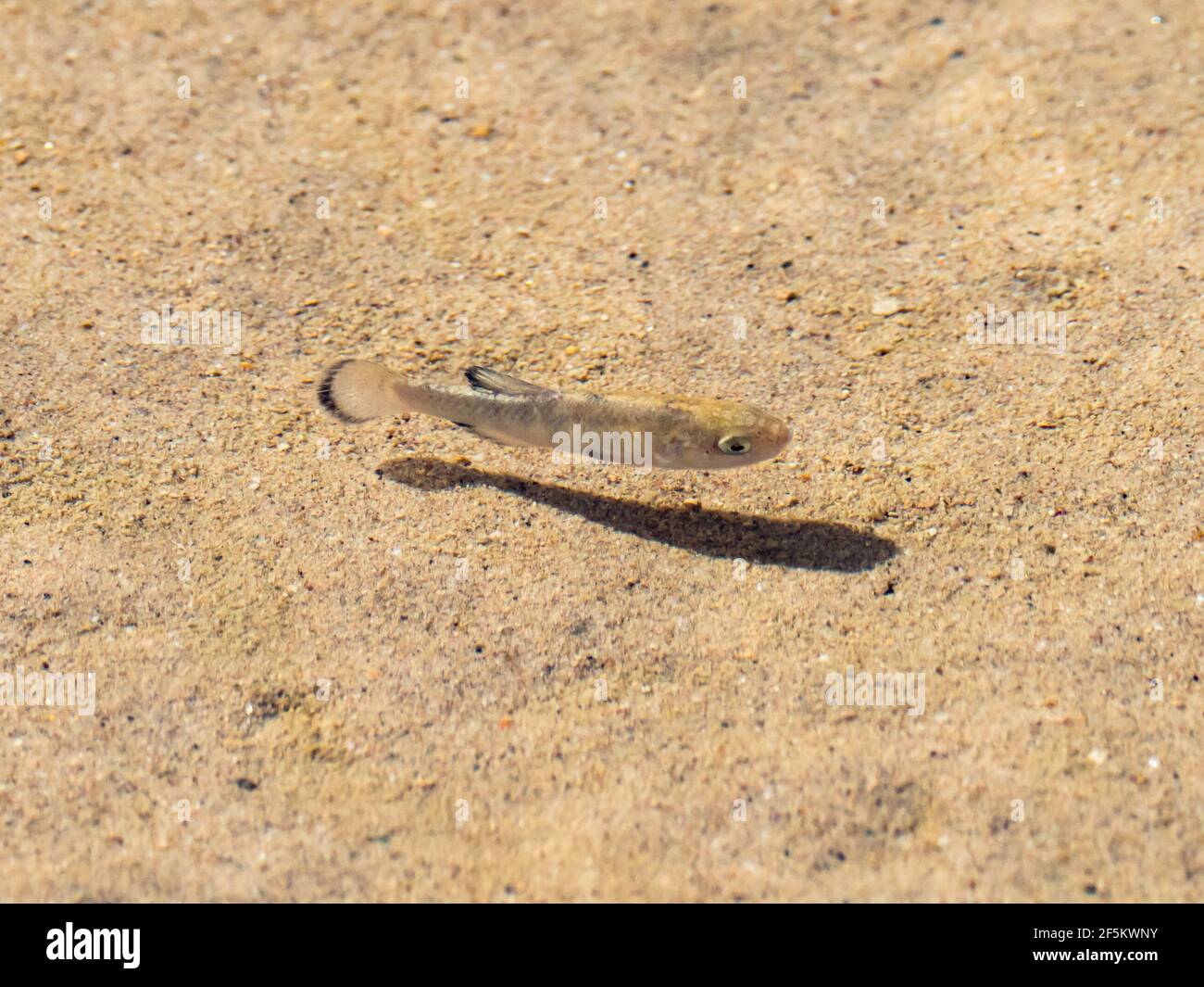 The salt springs pupfish, Cyprinodon salinus, endemic in Death Valley ...