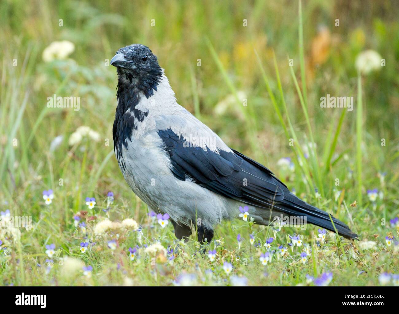 Hooded Crow perched in meadow with wildflowers Stock Photo - Alamy
