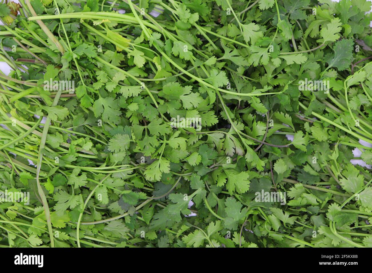 Organic coriander leaves texture background Stock Photo - Alamy