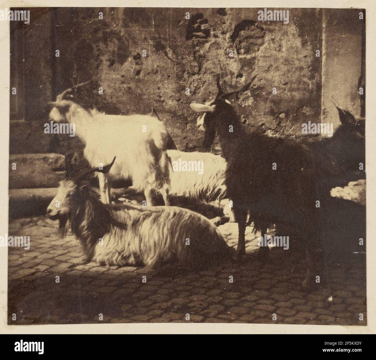 Goats unknown hi-res stock photography and images - Alamy