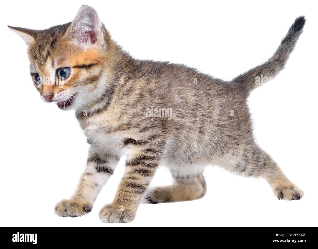 Shorthair brindled kitten crawling sneaking isolated Stock Photo - Alamy