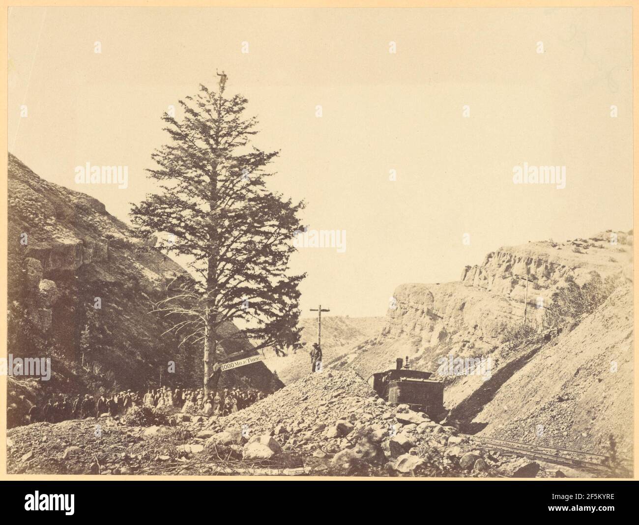 Thousand mile tree hi-res stock photography and images - Alamy