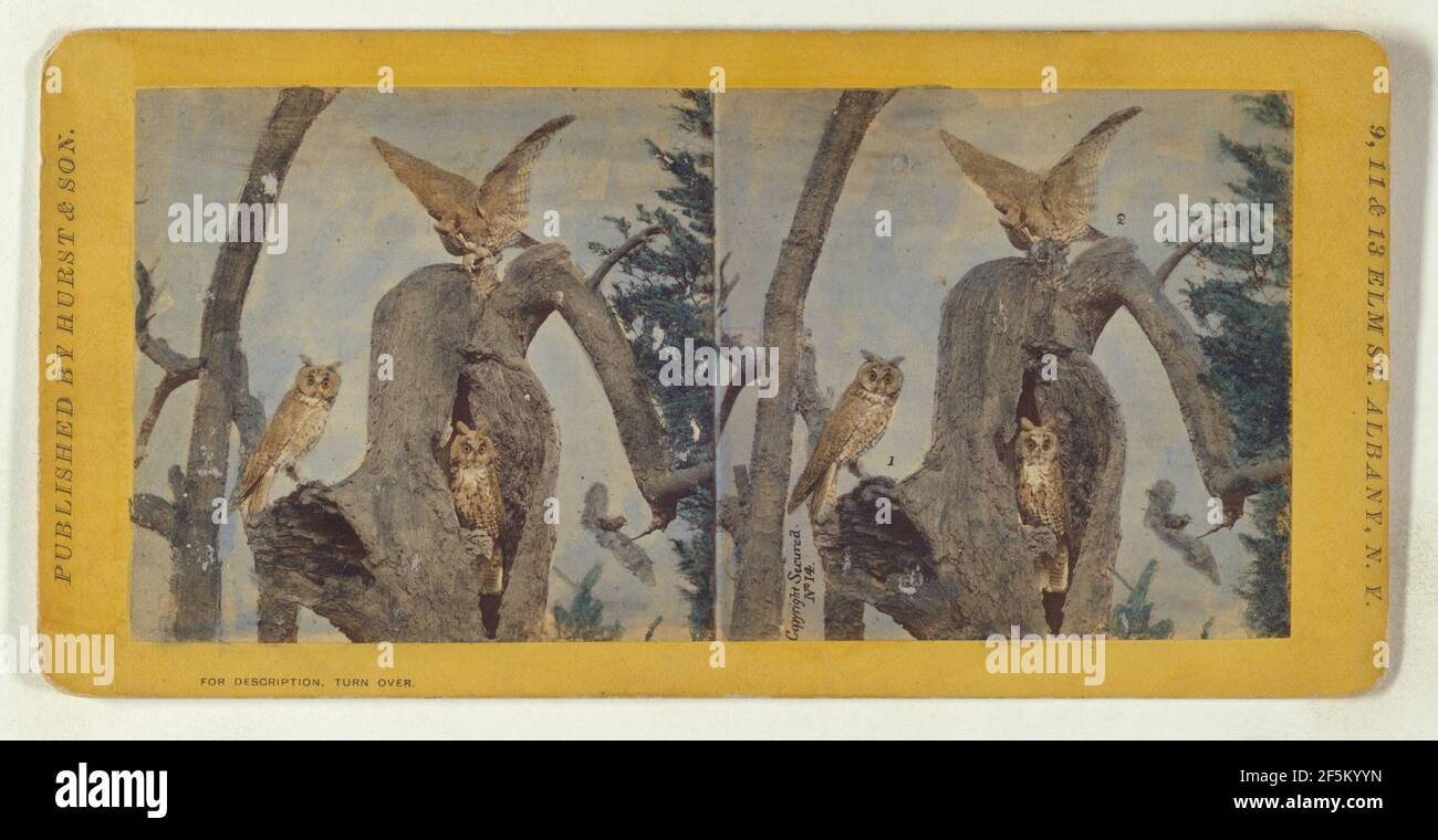 Class II, Order I, Accipitres. Family Strigidae. Long Eared Owl ...