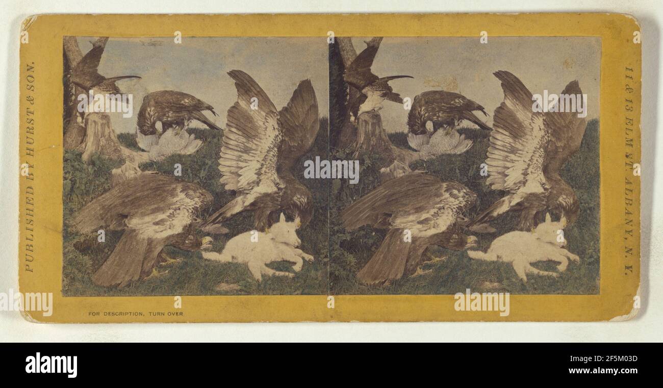 Class II, Order I, Accipitres. Family Falconidae. Brown or Bald Eagle ...