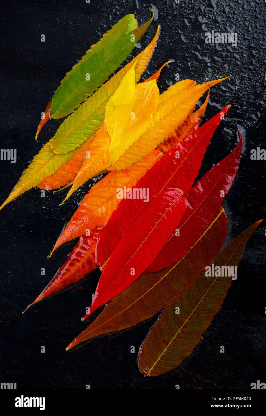 colorful fall leaf background. autumn leaves palette Stock Photo - Alamy