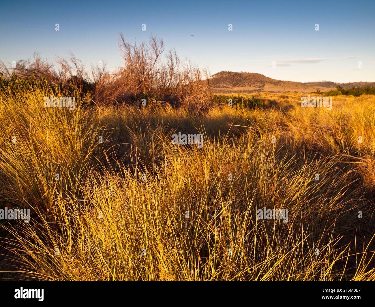 Coastal revegetation hi-res stock photography and images - Alamy