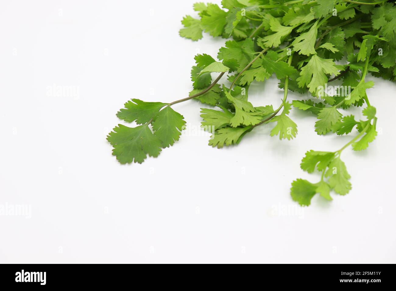 Bunch of fresh coriander leaves over white background Stock Photo - Alamy