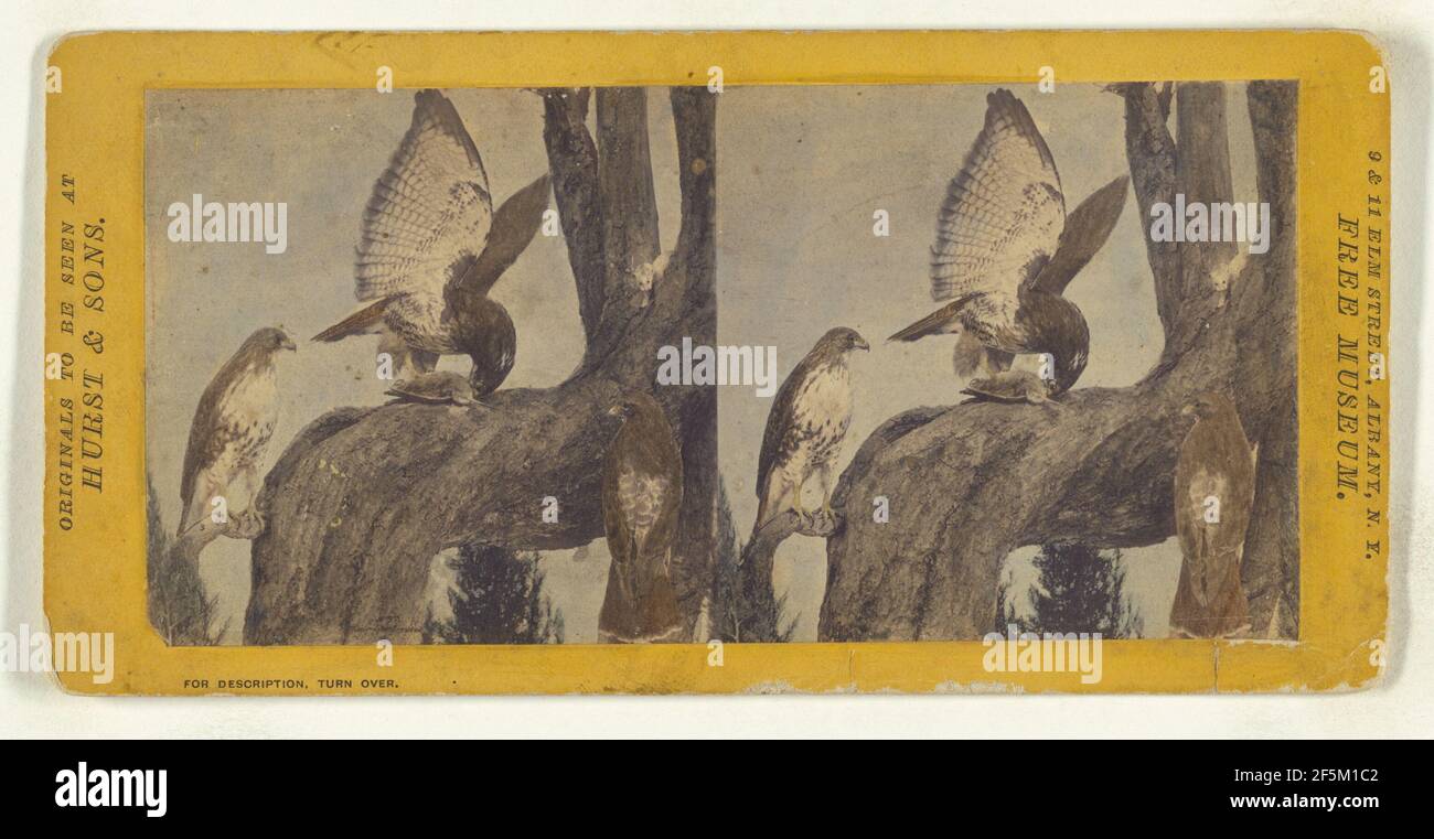 Class II, Order I, Accipitres. Family Falconidae. Red Tailed Buzzard ...