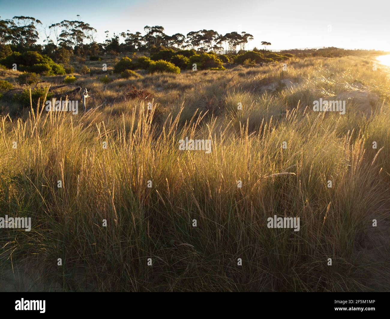 Marram grass (Ammophila arenaria) on dunes under revegetation at Seven ...