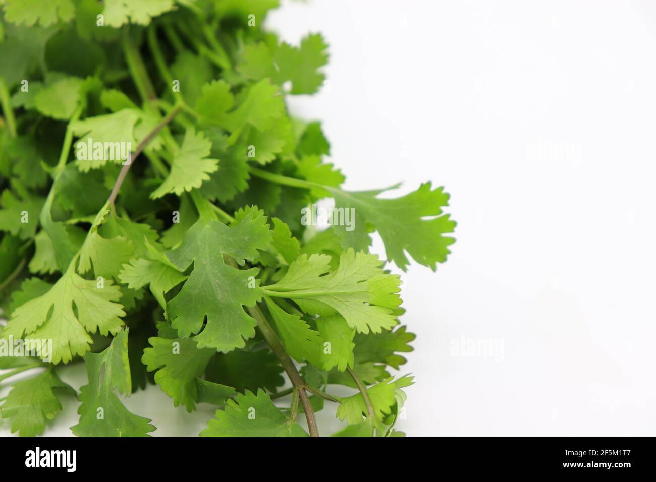 Bunch of fresh coriander leaves over white background Stock Photo - Alamy